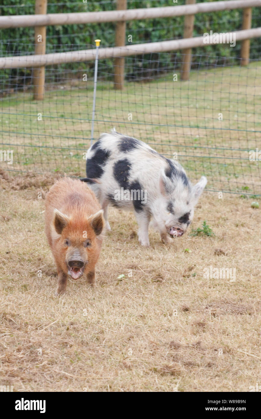 Pigs - Brown & White and Black Stock Photo - Alamy