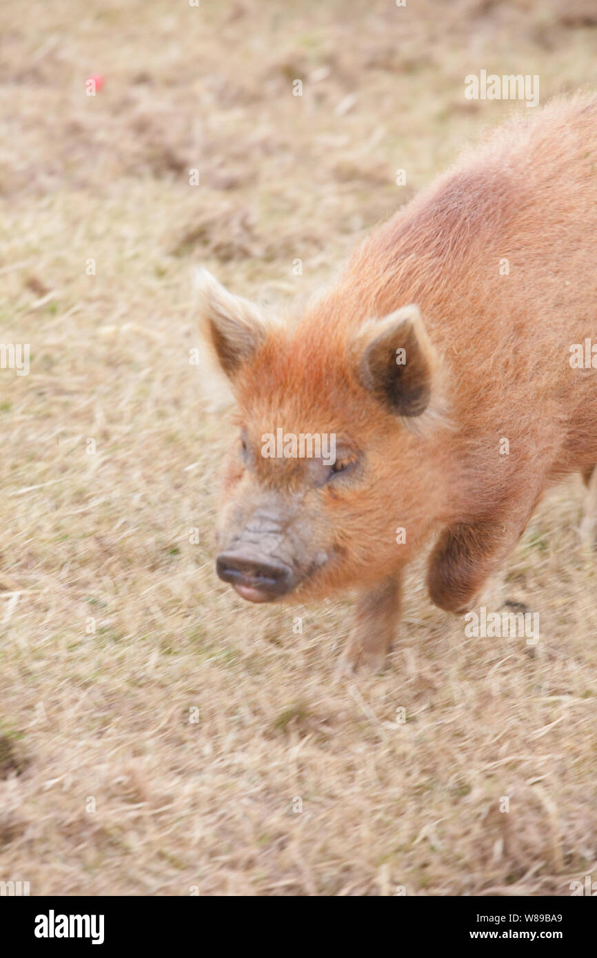 English white pigs hi-res stock photography and images - Alamy