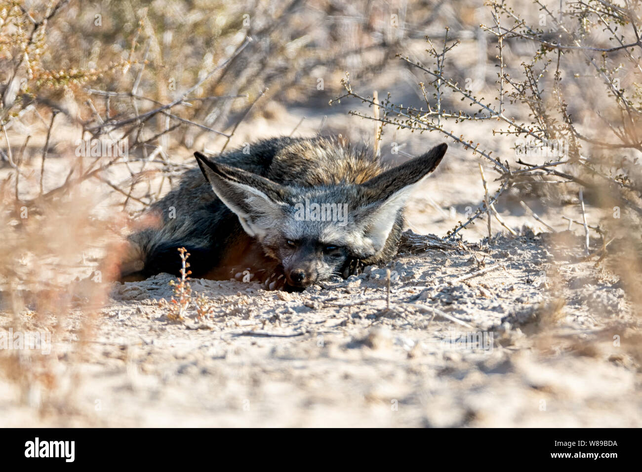 A Bat-eared Fox resting in Southern African savanna Stock Photo - Alamy