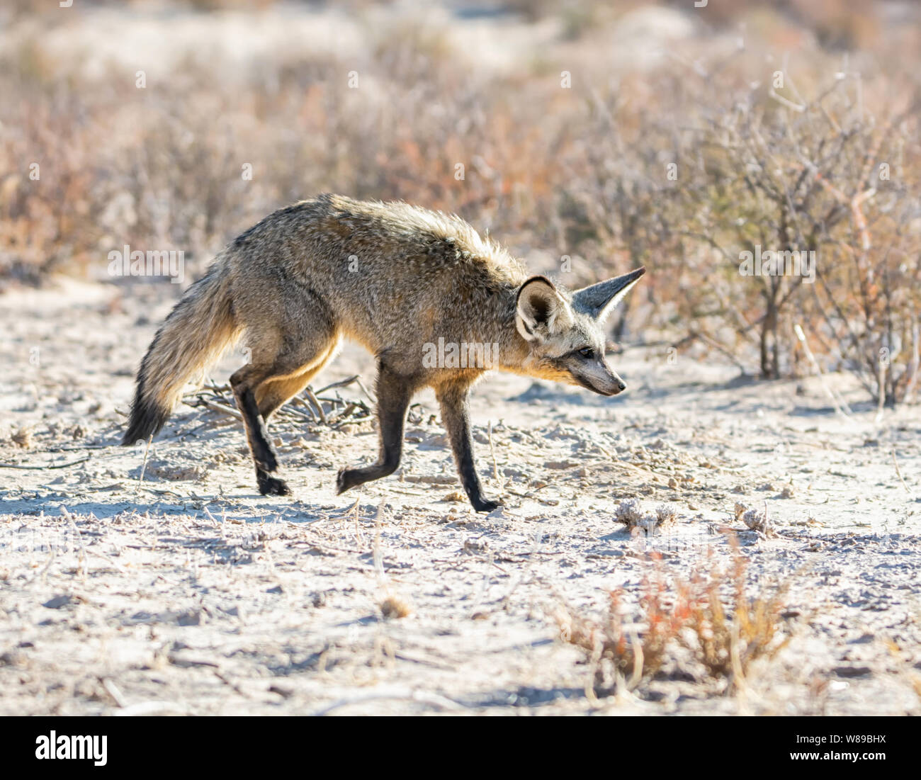 A Bat-eared Fox foraging in Southern African savanna Stock Photo - Alamy