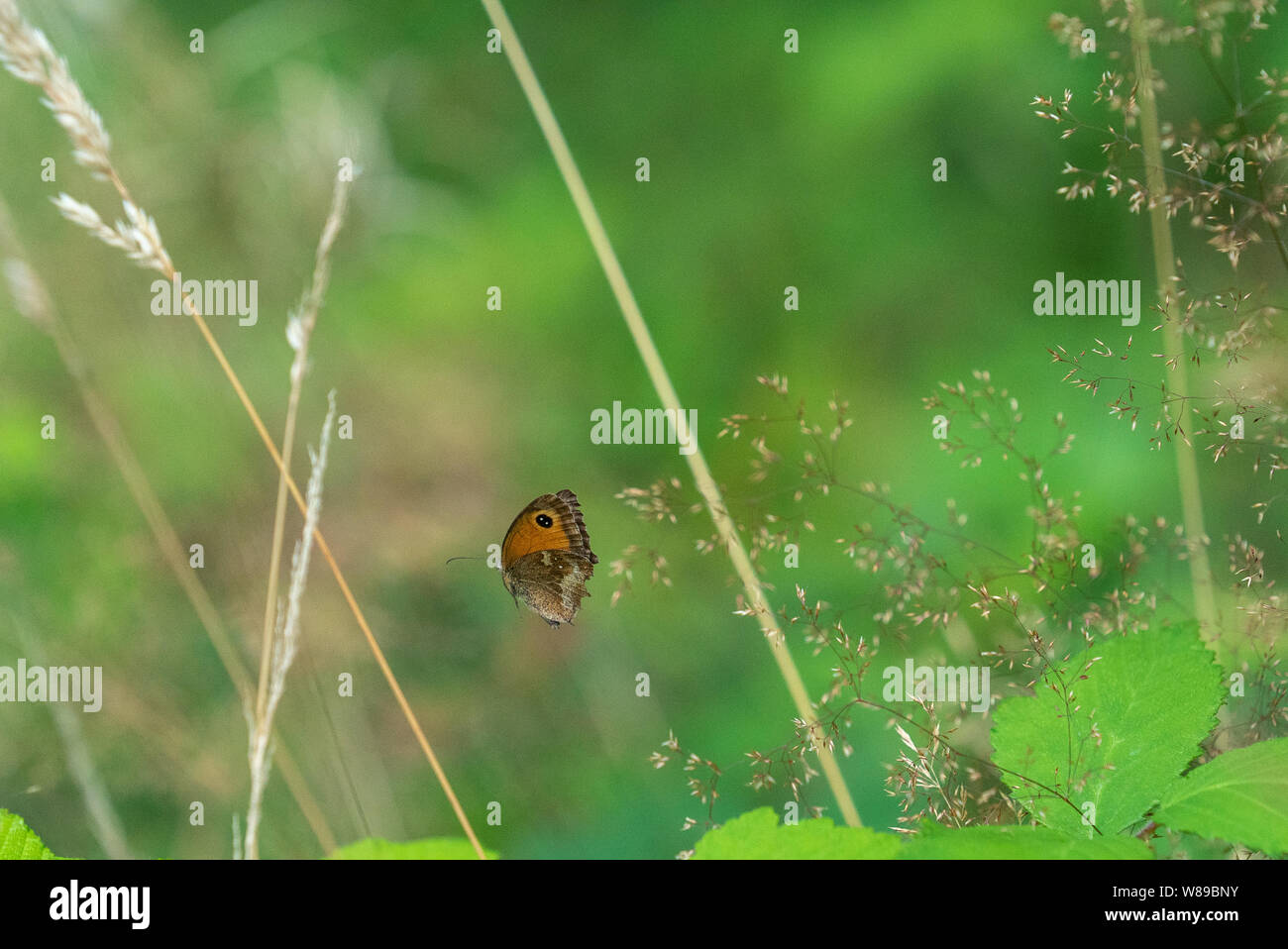 Gatekeeper Moth High Resolution Stock Photography and Images - Alamy