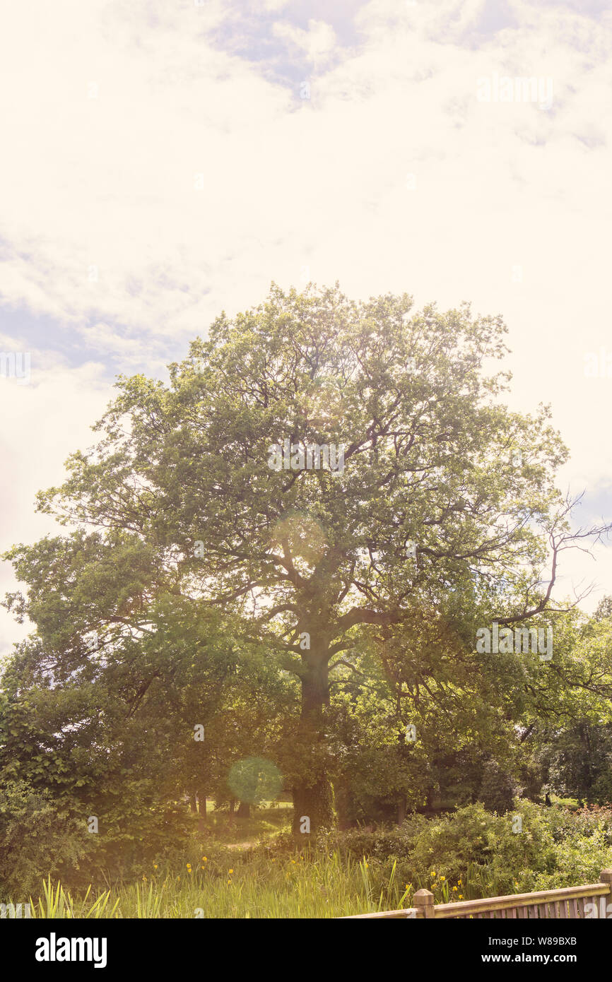 Tree in English Countryside Stock Photo - Alamy