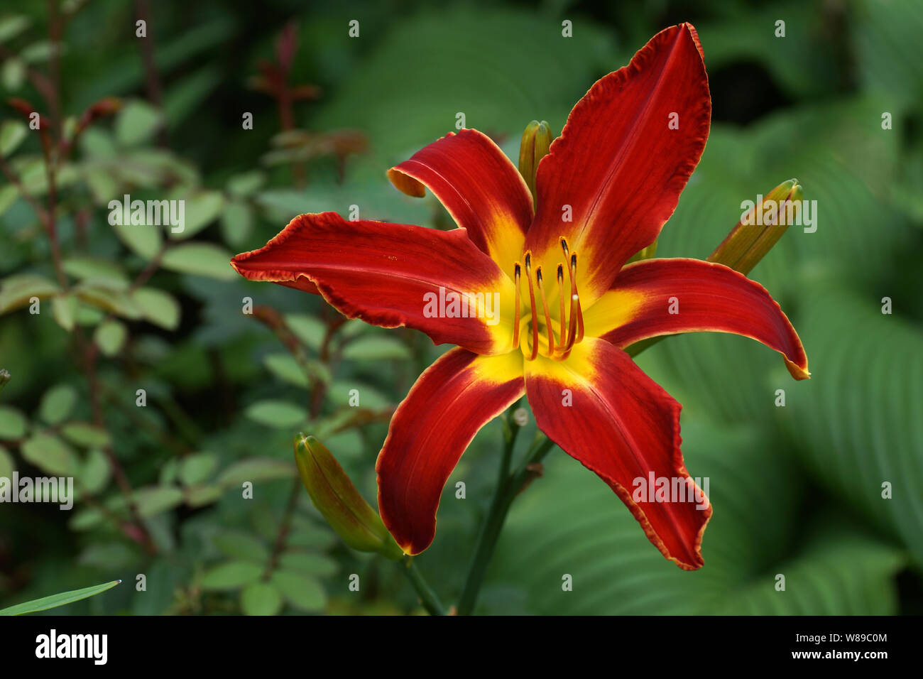 Venusian Heat. Red flowers daylily. Beautiful red flowers daylily ...