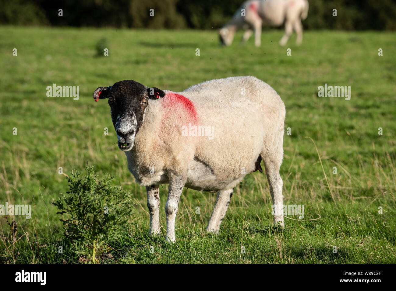 North country mule hi-res stock photography and images - Alamy