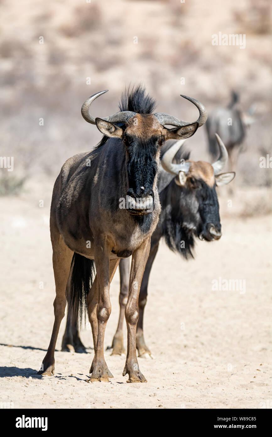 Blue Wildebeest in Kalahari savanna Stock Photo - Alamy