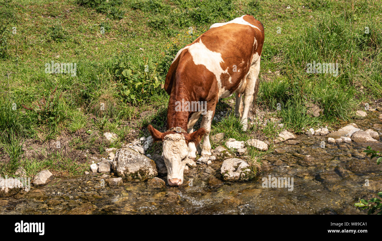 Cow drinking in the alps hi-res stock photography and images - Alamy