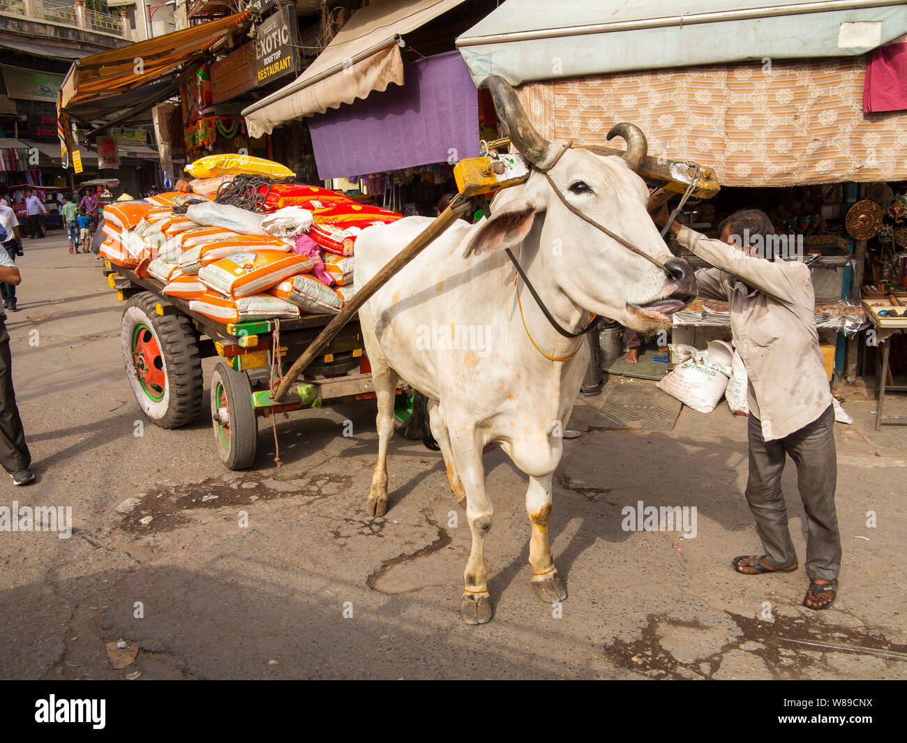 Street scene at Main Bazar Paharganj area, cart pulled by a bullock ...