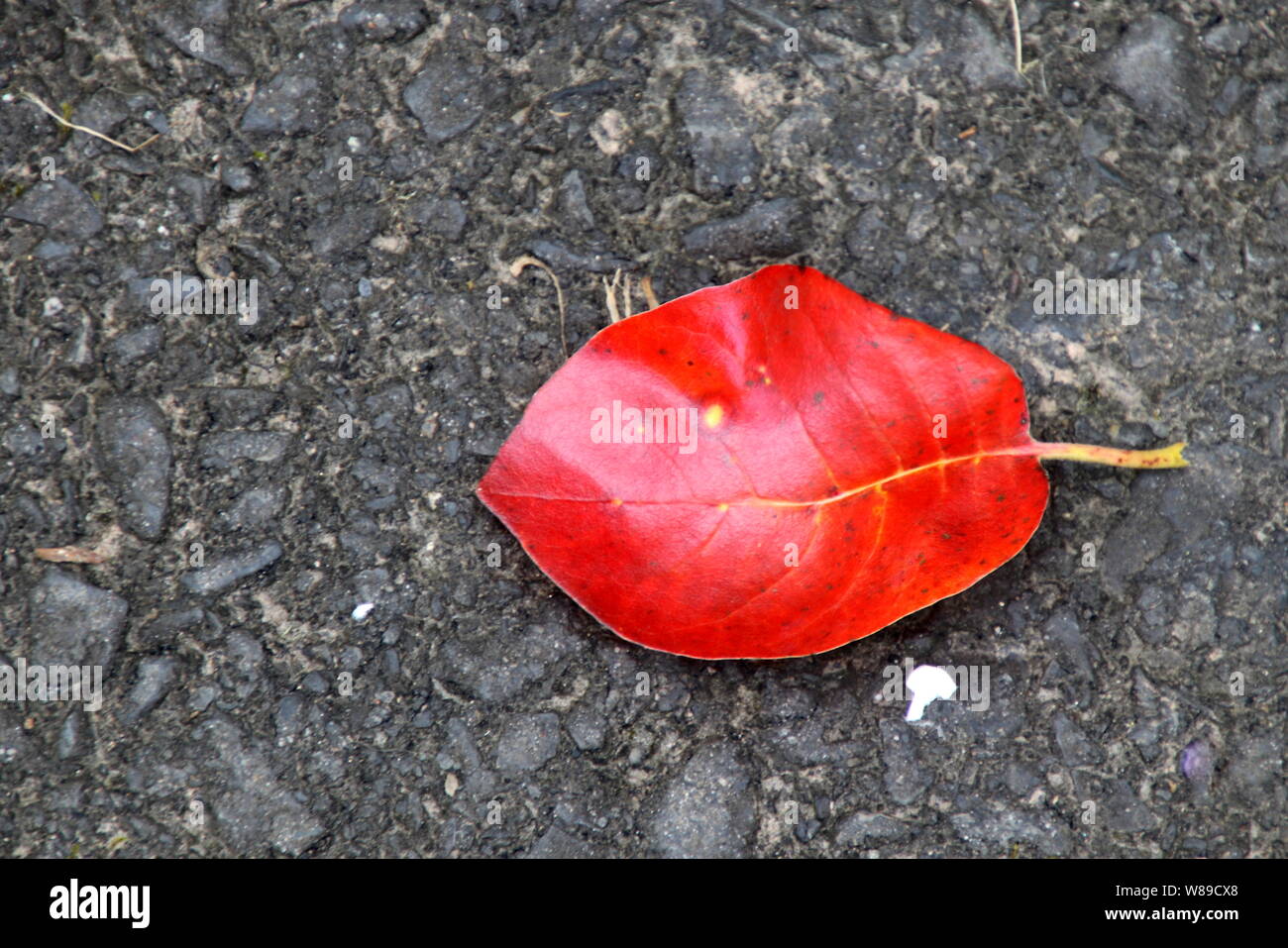 Red fallen leaf hi-res stock photography and images - Alamy