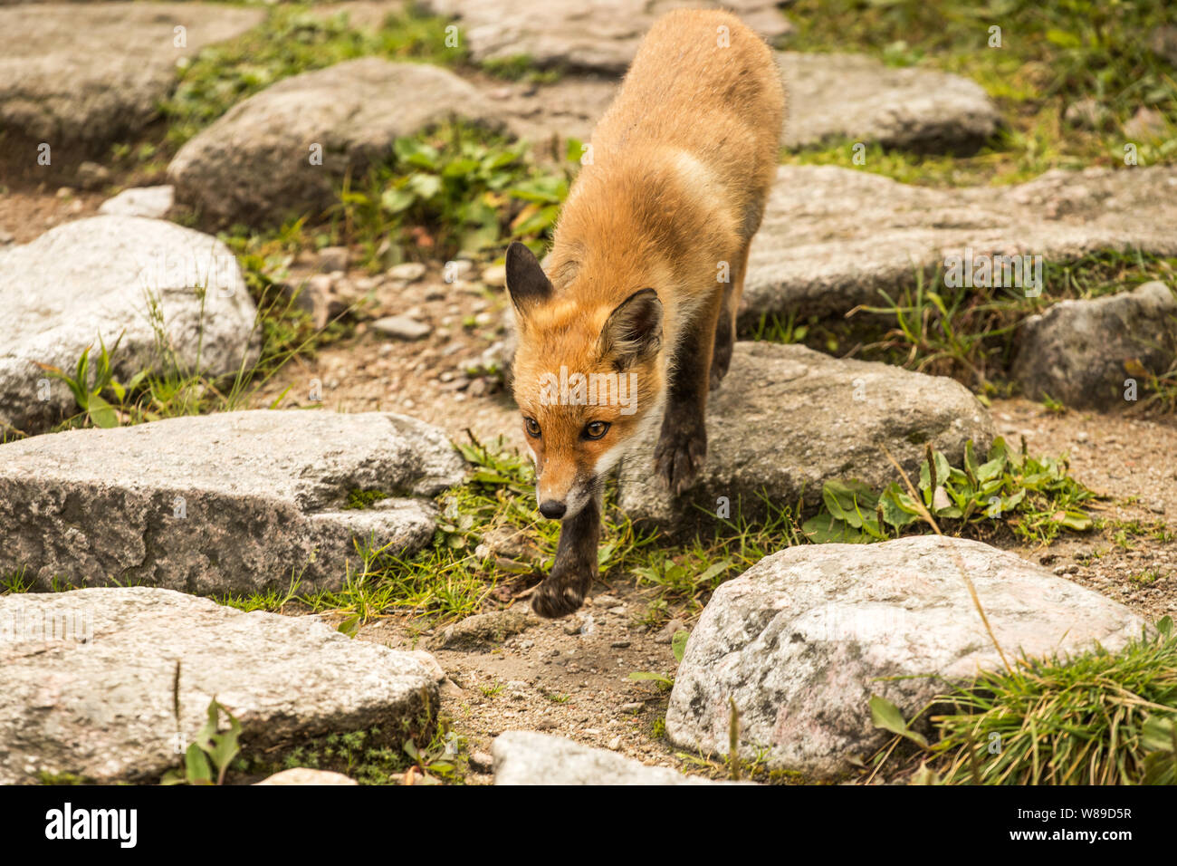 North African Fox High Resolution Stock Photography and Images - Alamy