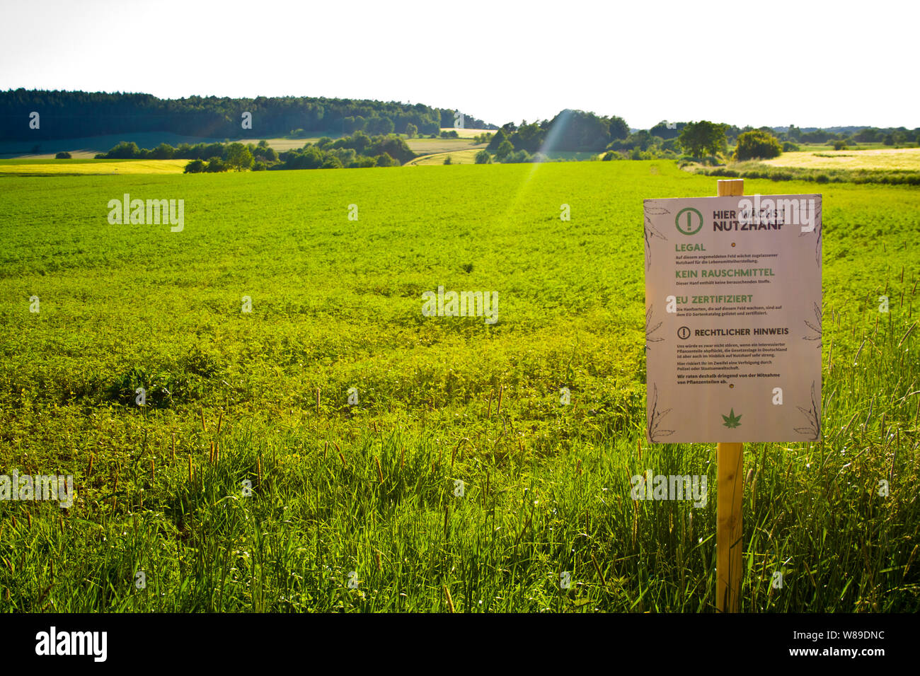 Hemp cultivation in countryside hi-res stock photography and images - Alamy