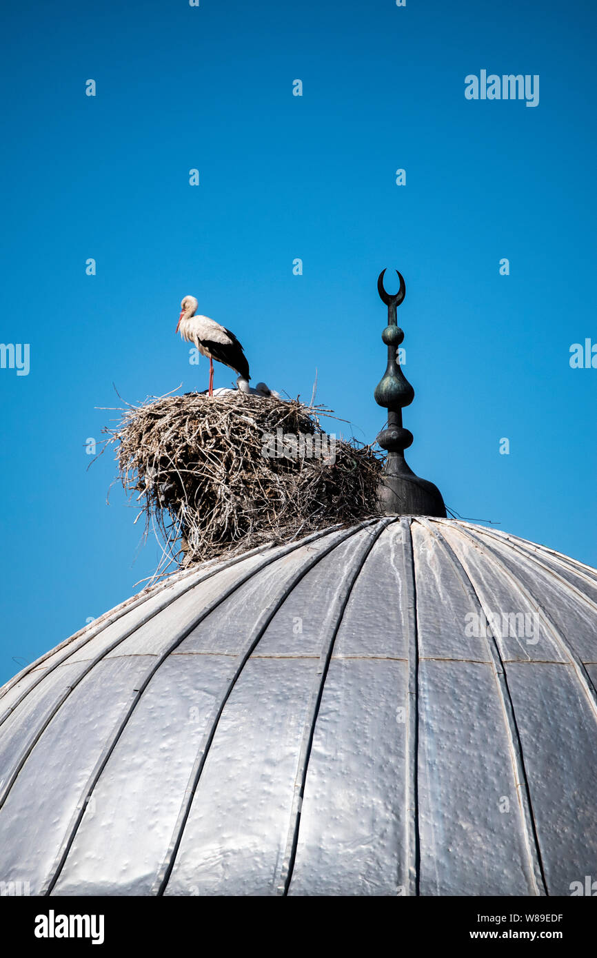 Wild turkey nest hi-res stock photography and images - Alamy