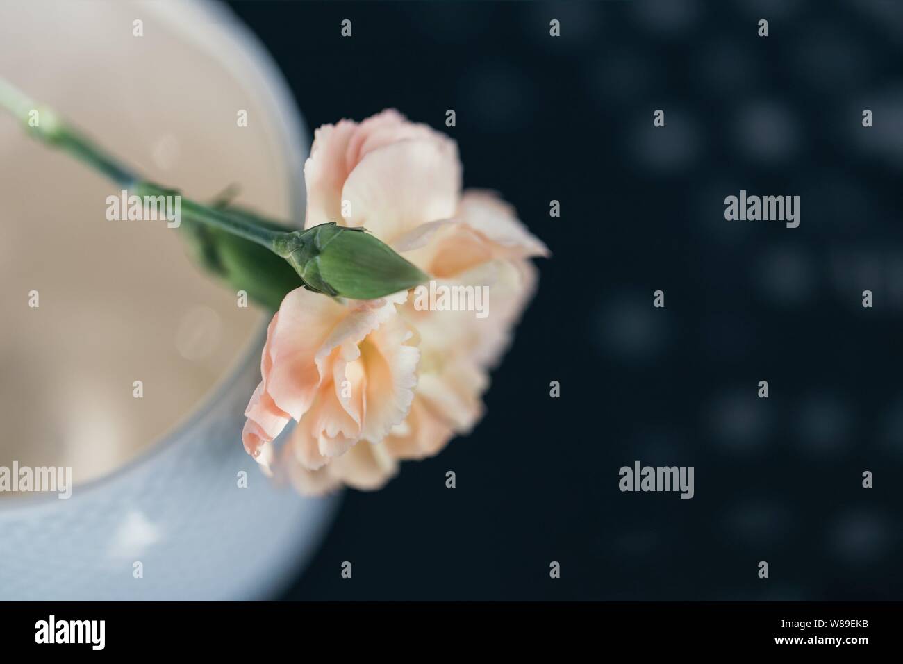 Pastel carnation flower on the black background, copy space Stock Photo ...