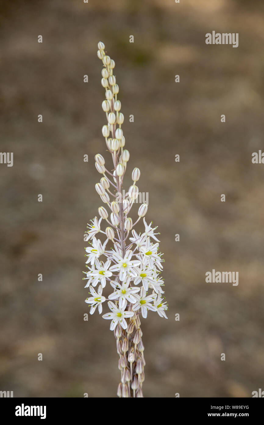 Asphodel Meadows Greek Mythology