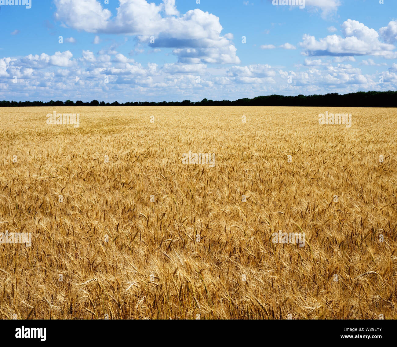 Golden wheat field midwest hi-res stock photography and images - Alamy