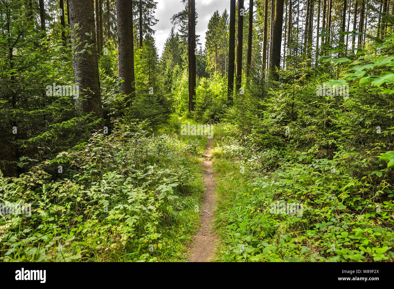 single forest path Stock Photo - Alamy