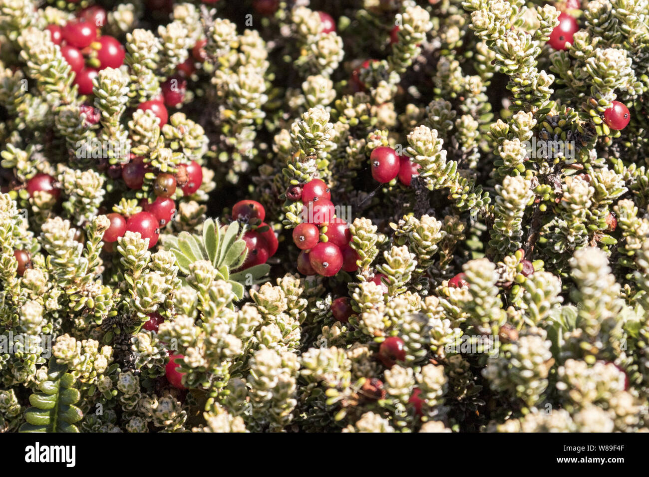 diddle-dee (Empetrum rubrum), Sea Lion Island, Falkland Islands 4 ...