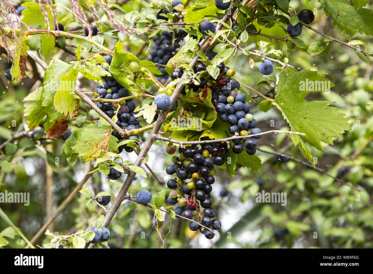 Sloe blooms hi-res stock photography and images - Alamy
