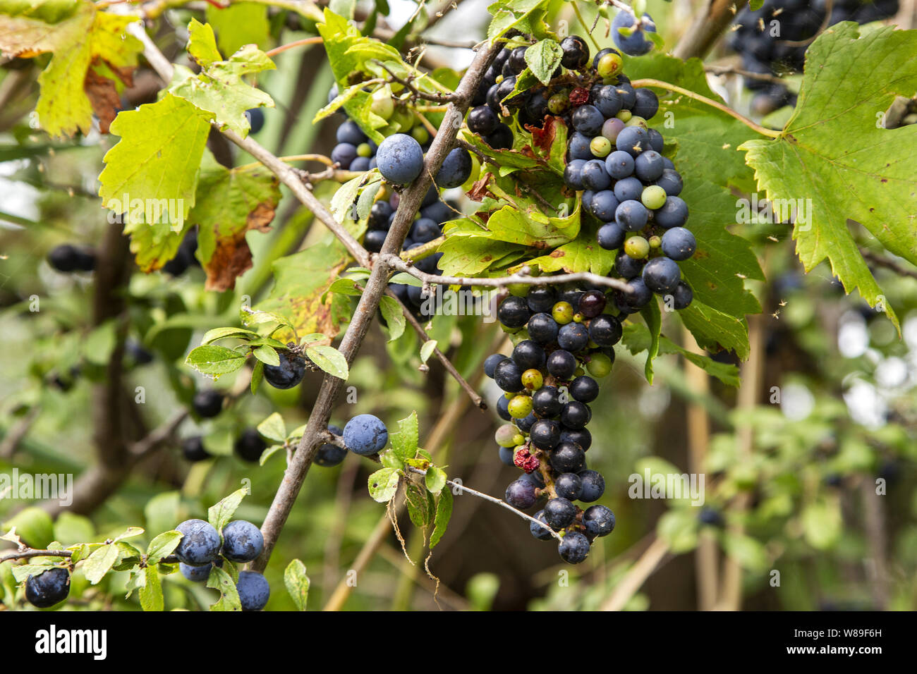 Camargue gardens hi-res stock photography and images - Alamy