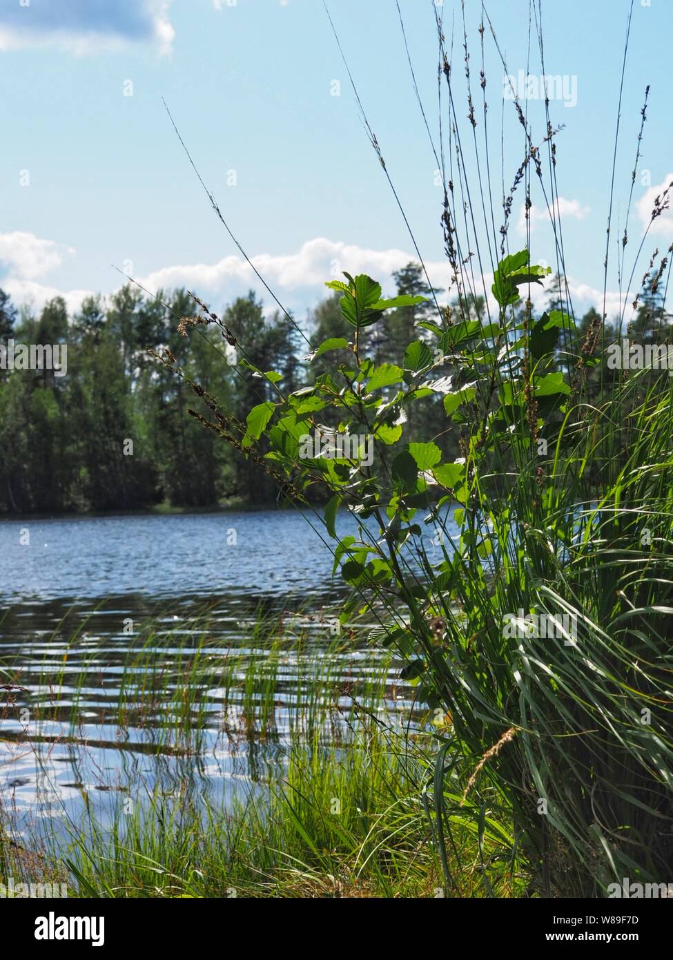 Lake and forest in summer. Swedish nature Stock Photo - Alamy