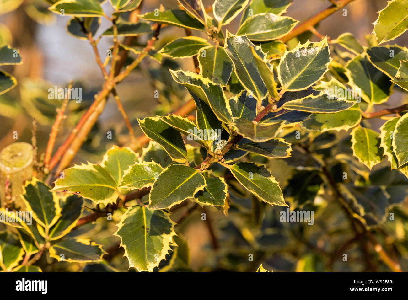 variegated holly (Ilex species), Coltishall, Norfolk, England, United ...