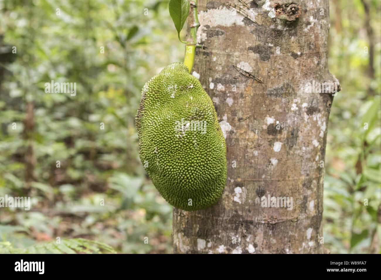 Jackfruit Flower