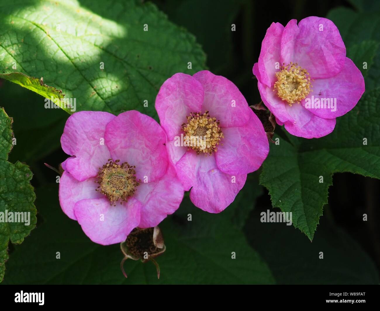 Purple-flowered raspberry, Rubus odoratus Stock Photo - Alamy
