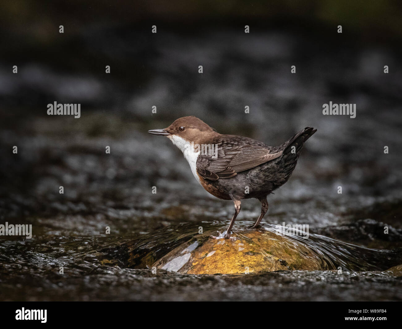 Dipper on Rock in Stream Stock Photo - Alamy