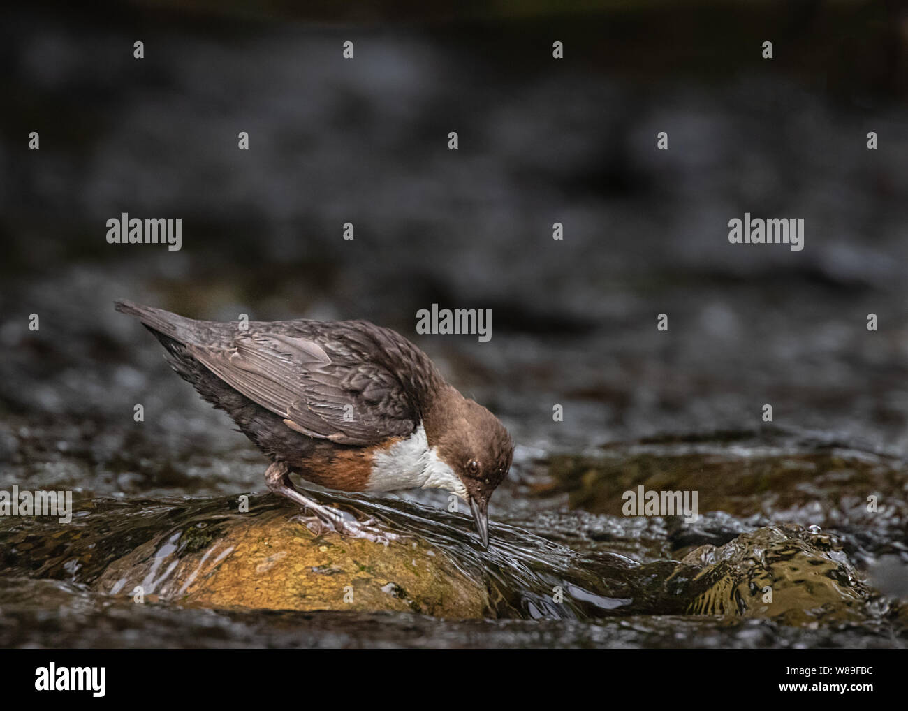 Dipper on Rock in Stream Stock Photo - Alamy