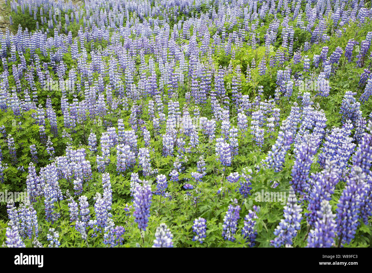 Lupin lupinus nootkatensis hi-res stock photography and images - Alamy