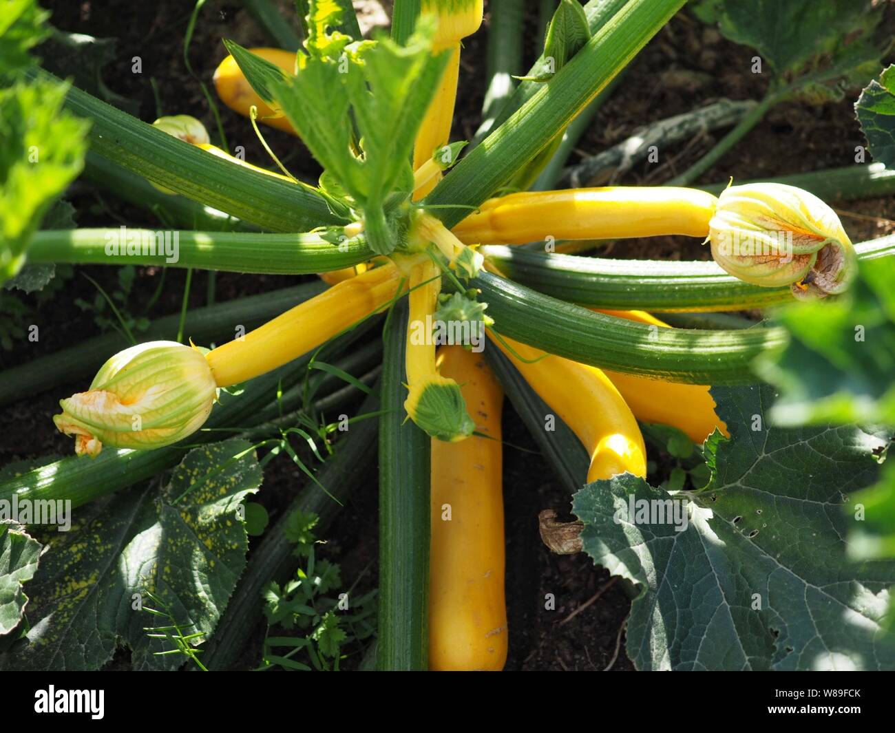 Home grown squash plant outdoors in summer Stock Photo - Alamy
