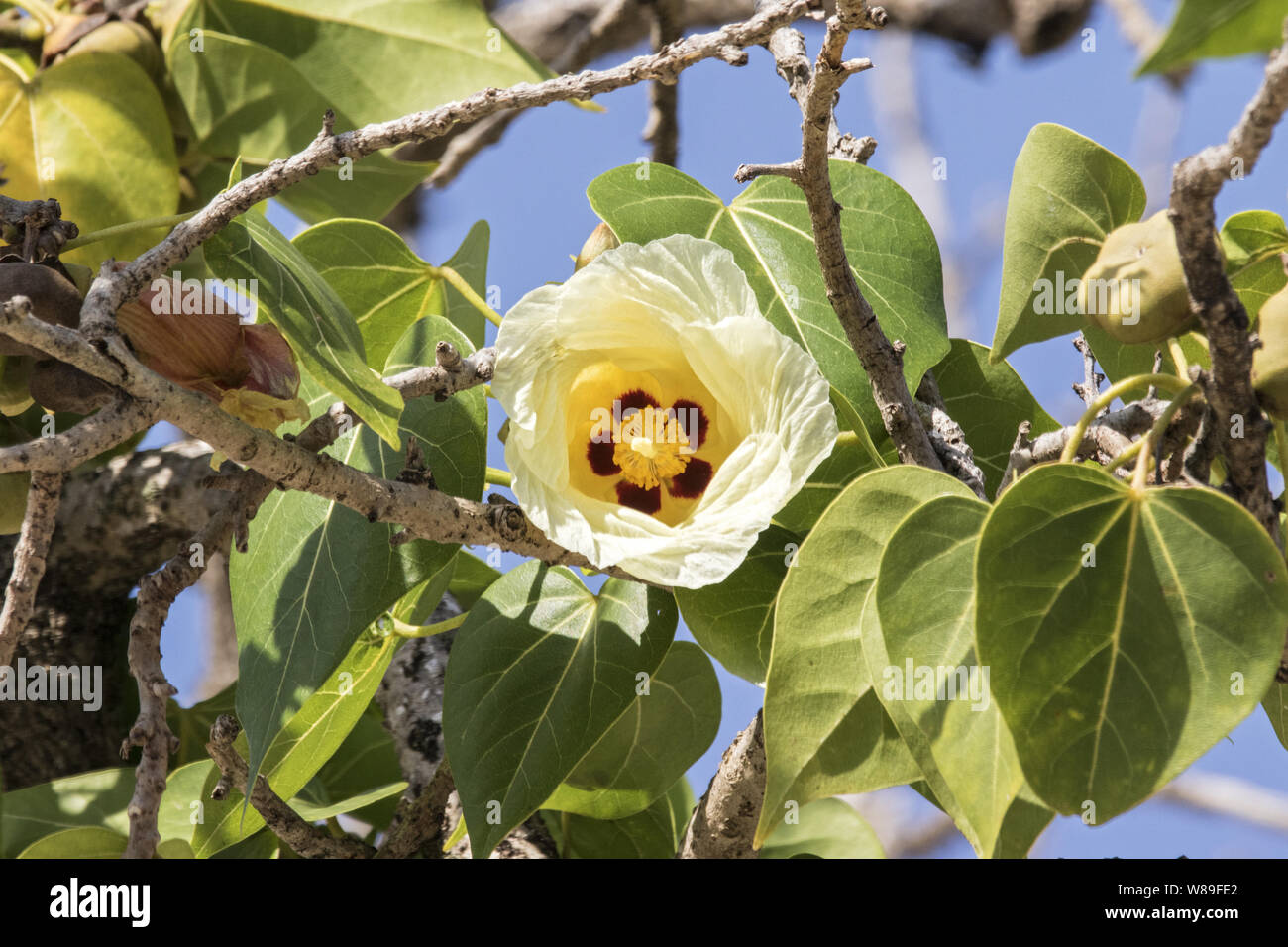 mangrove forest, trees and flowers, Barbados, Caribbean 2 February 2018 ...