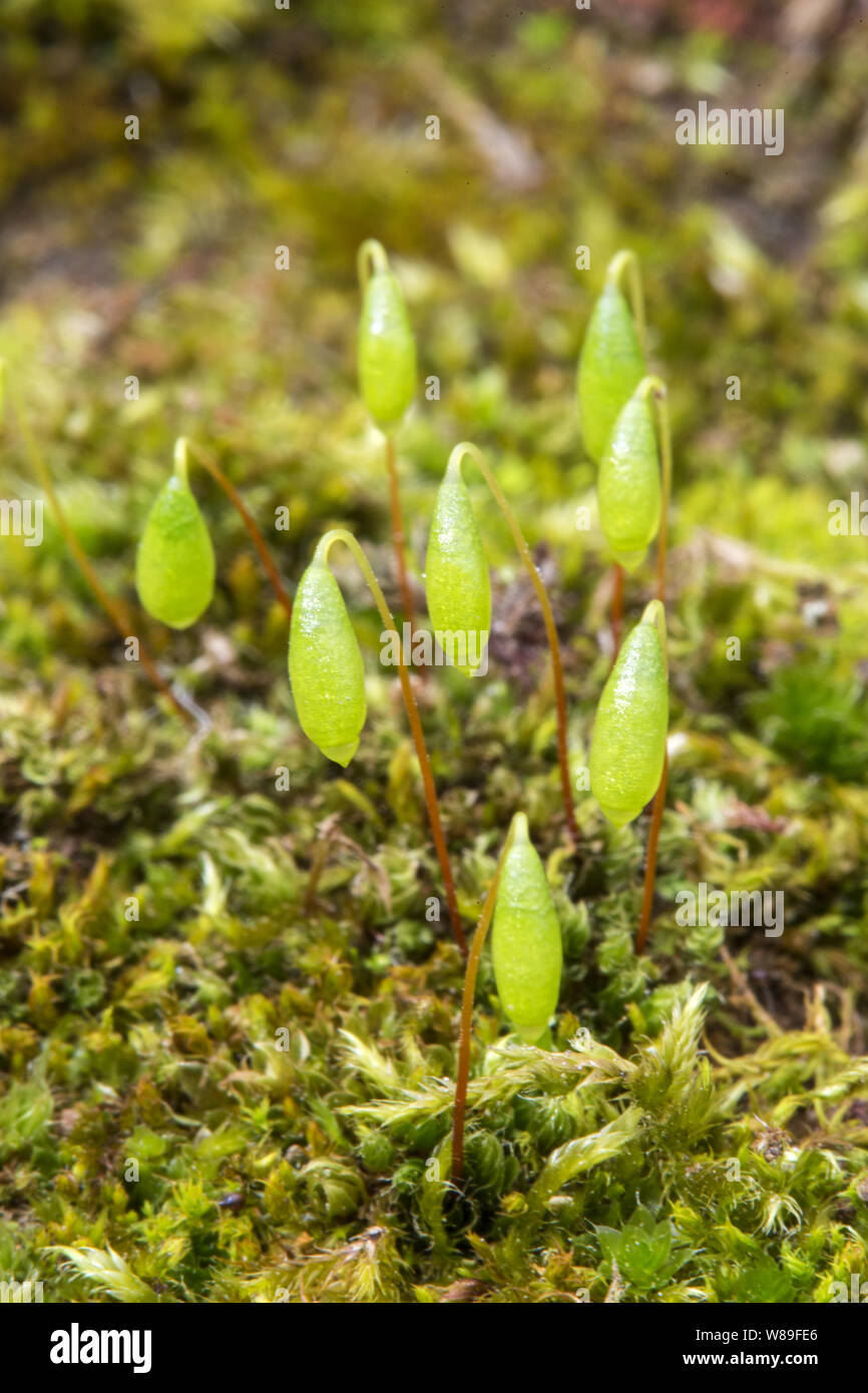 Flora moss fruiting bodies hi-res stock photography and images - Alamy
