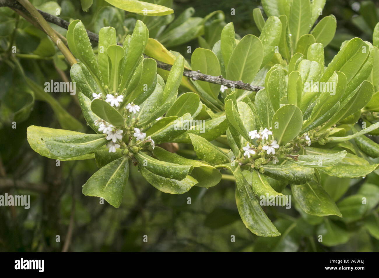Mangrove flowers hi-res stock photography and images - Alamy