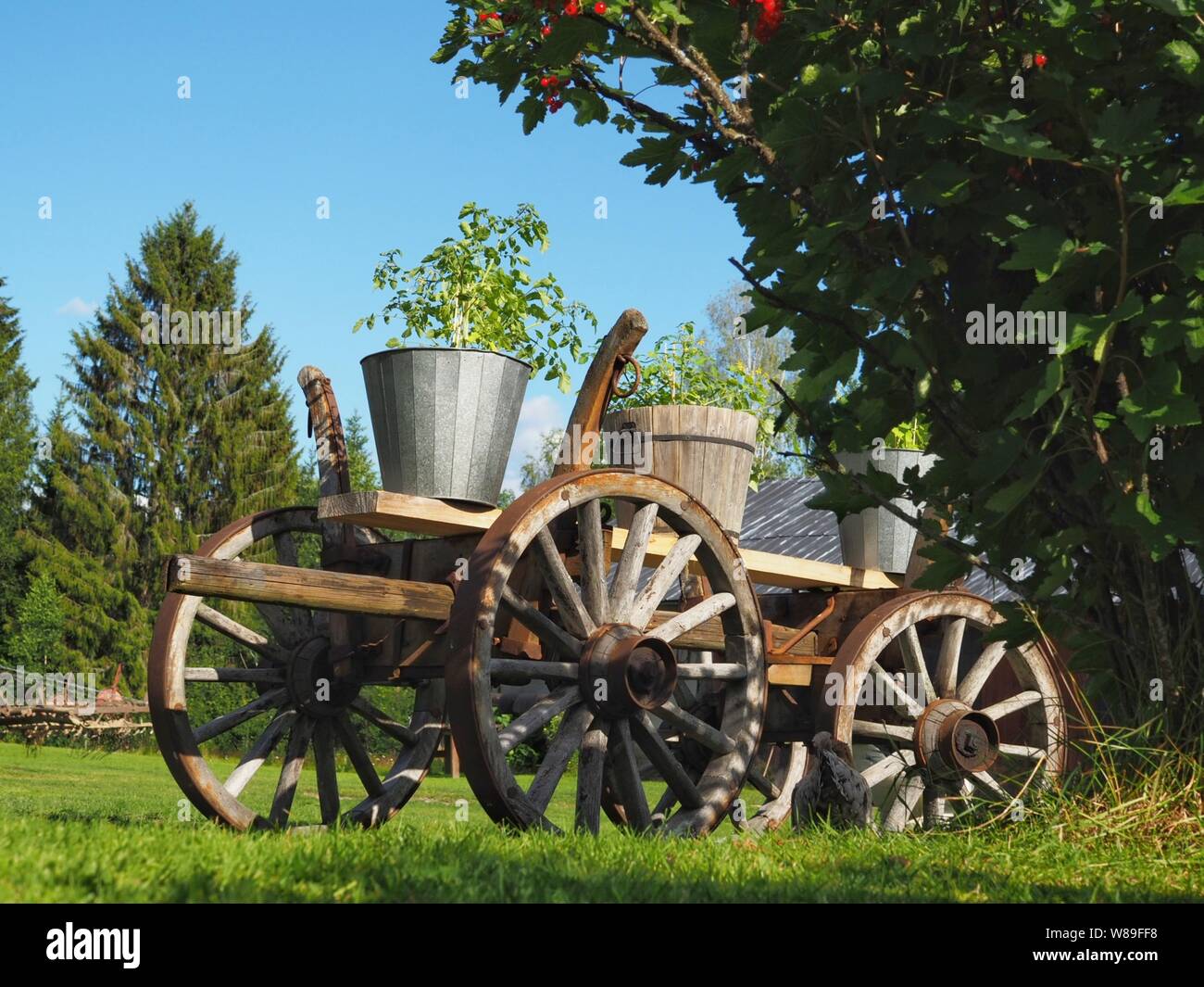 Old vintage wagon in a garden in summertime. Tomato plants in buckets ...