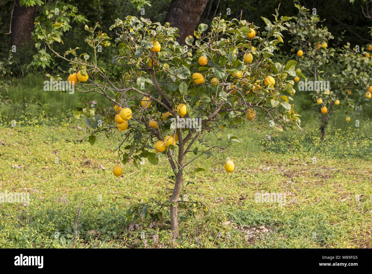 Orange groves greece hi-res stock photography and images - Alamy