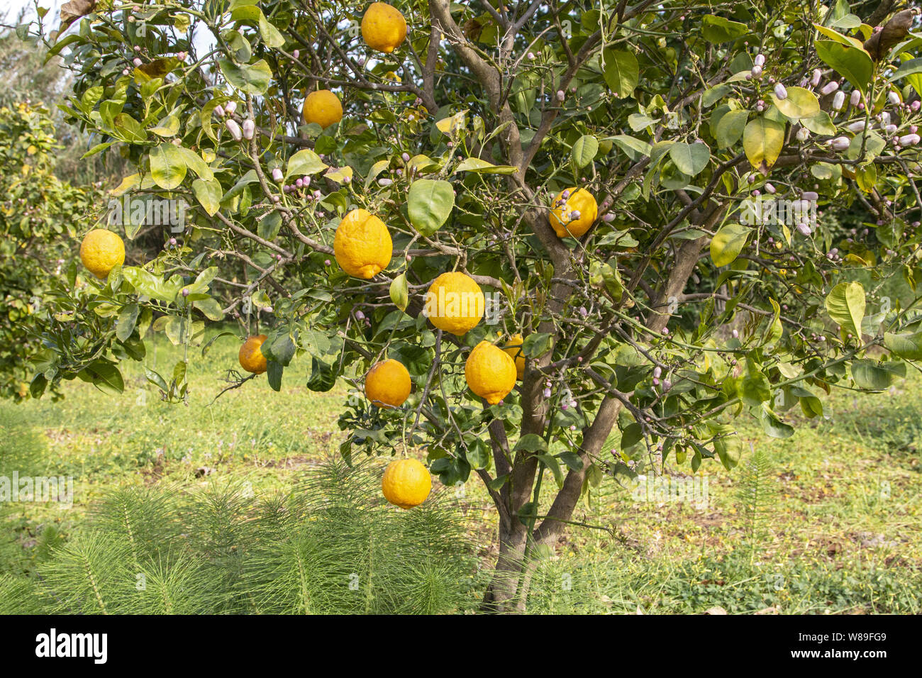 Orange groves greece hi-res stock photography and images - Alamy