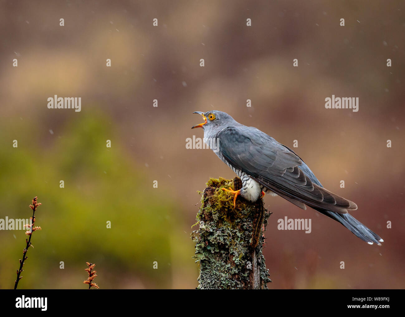 Male Cuckoo Calling to Female Stock Photo - Alamy