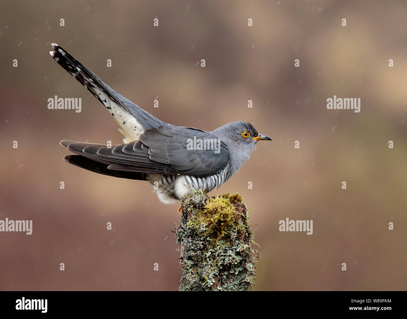 Mating pose hi-res stock photography and images - Alamy