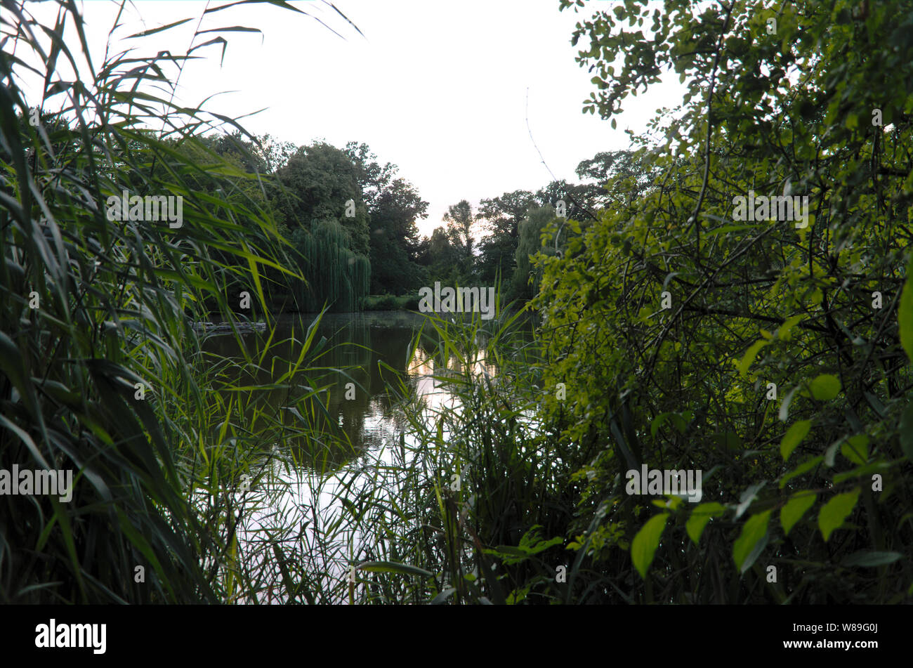 Pond in a city park Stock Photo - Alamy