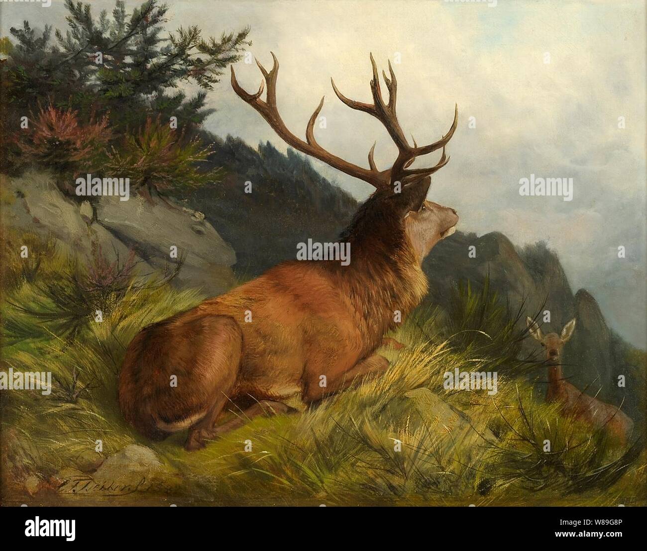 Platzhirsch hi-res stock photography and images - Alamy