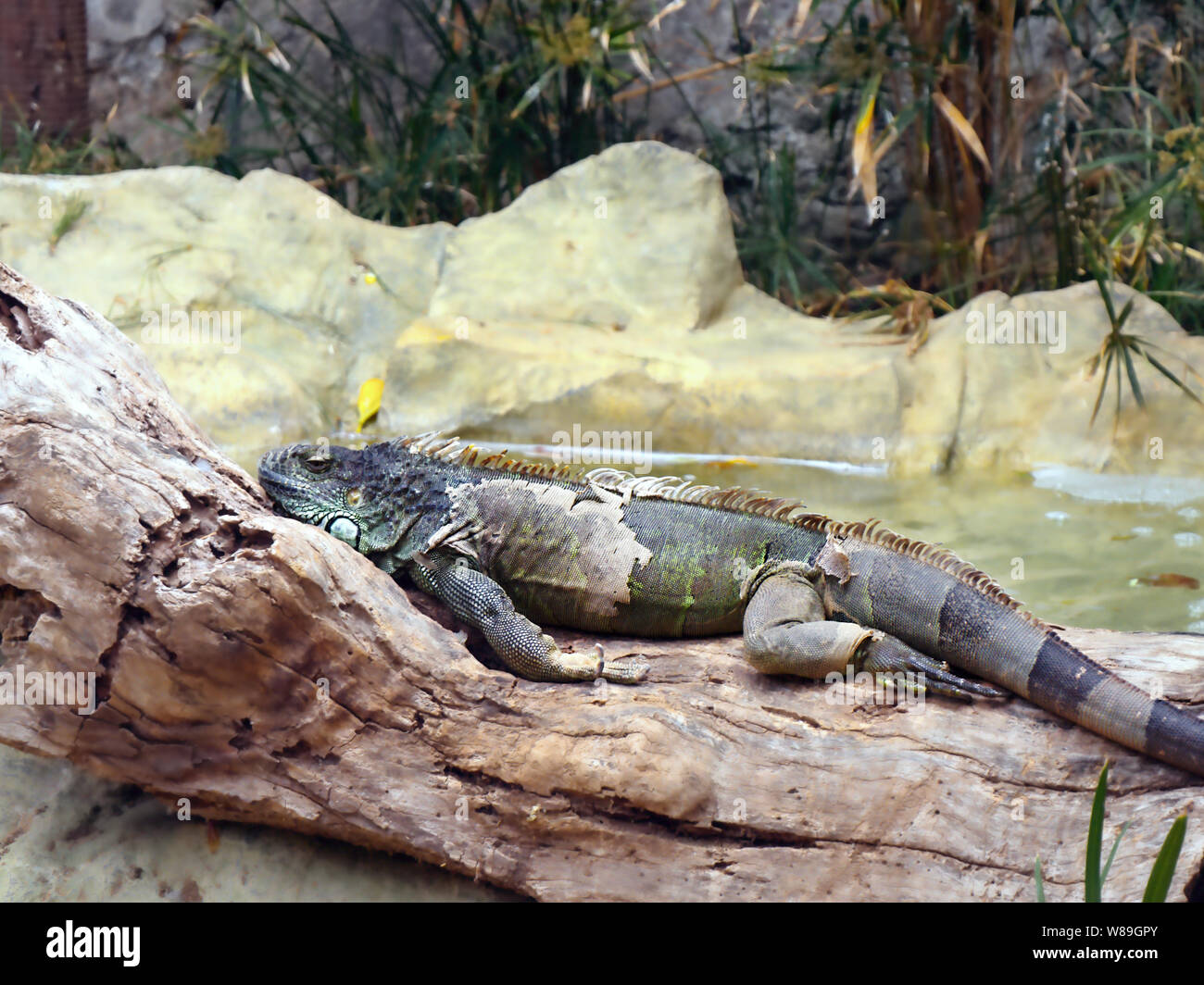 A large adult male iguana with various greens and blues in the moult ...