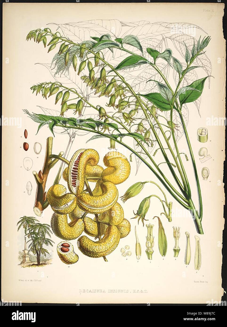 Decaisnea hi-res stock photography and images - Alamy