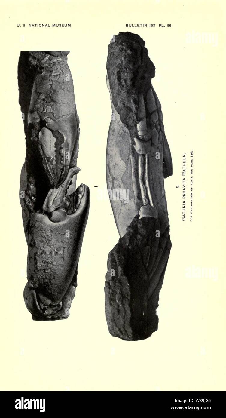 Decapod crustaceans from the Panama region Stock Photo - Alamy