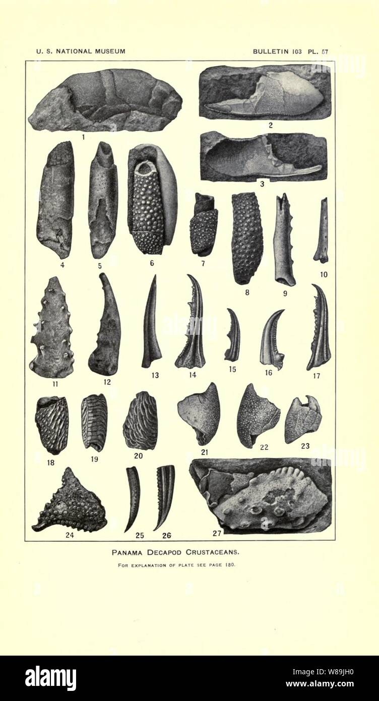 Decapod crustaceans from the Panama region Stock Photo - Alamy