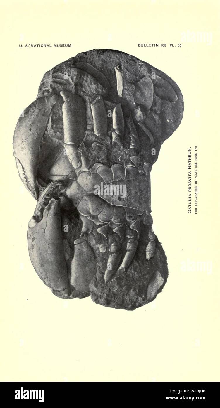 Decapod crustaceans from the Panama region Stock Photo - Alamy