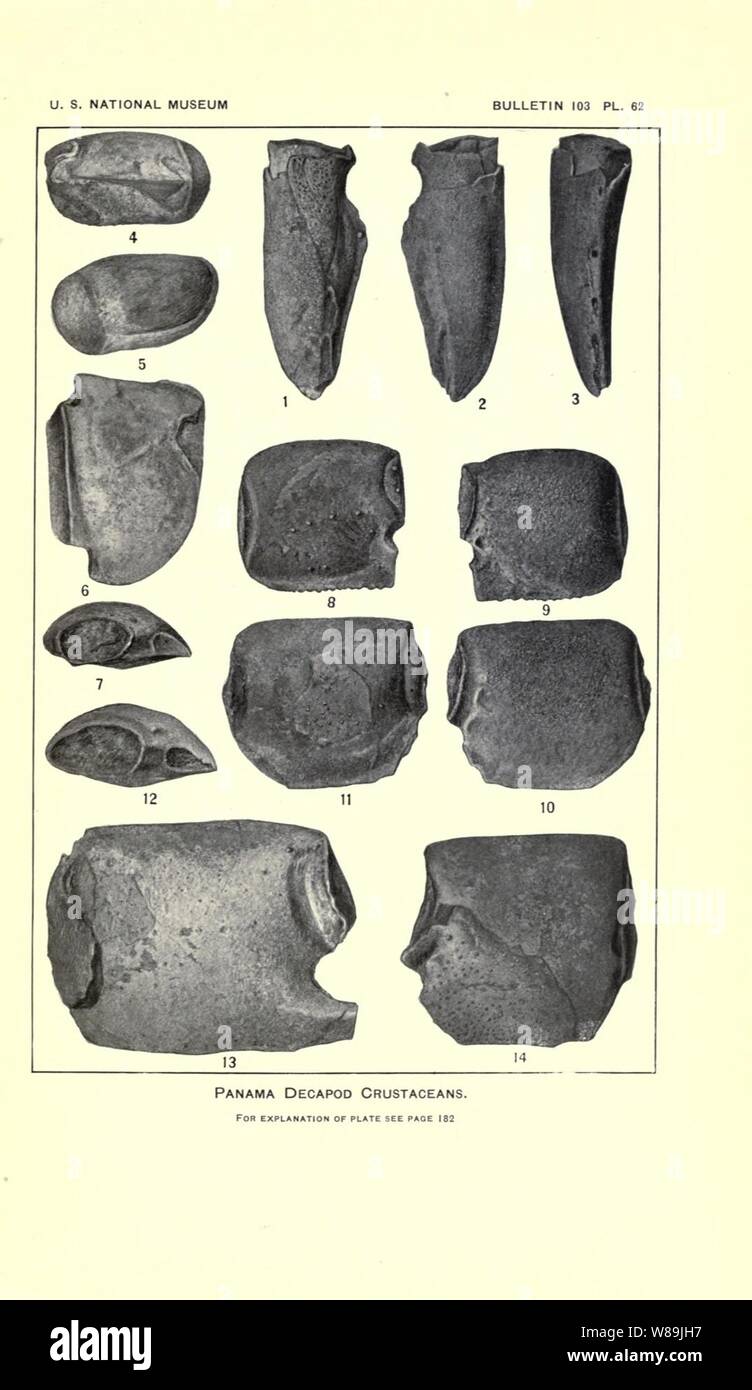 Decapod crustaceans from the Panama region Stock Photo - Alamy