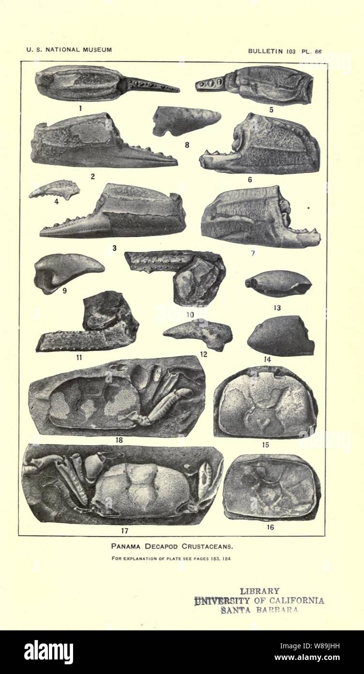 Panama crustaceans hi-res stock photography and images - Alamy