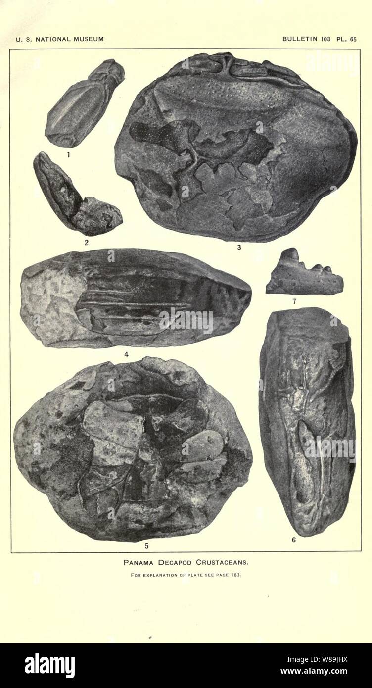 Decapod crustaceans hi-res stock photography and images - Alamy