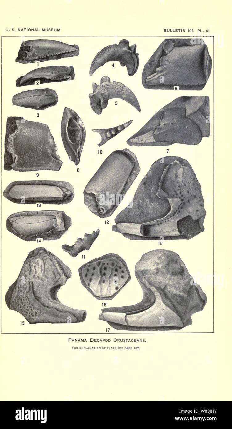 Decapod crustaceans from the Panama region Stock Photo - Alamy