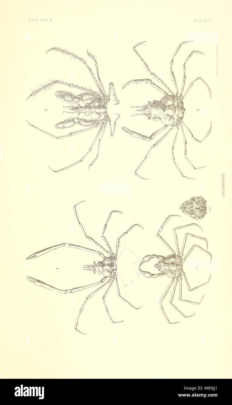 Decapod crustaceans of the northwest coast of North America Stock Photo ...